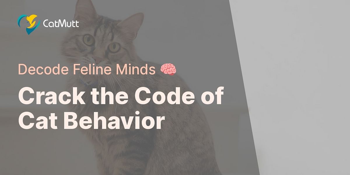 Understanding Cat Behavior Quiz | Cat Mutt Understanding Cat Behavior Quiz | Cat Mutt