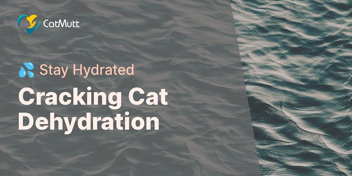 Understanding Cat Dehydration: Signs, Risks, and Prevention | Cat Mutt