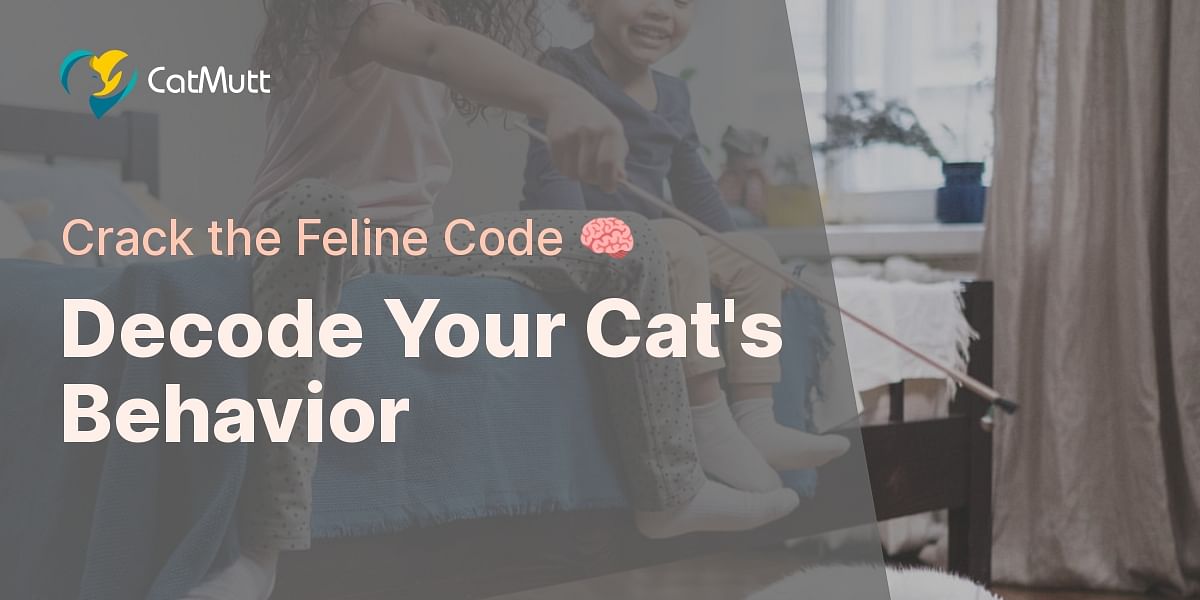 Understanding Your Cat's Behavior Quiz | Cat Mutt Understanding Your Cat's Behavior Quiz | Cat Mutt
